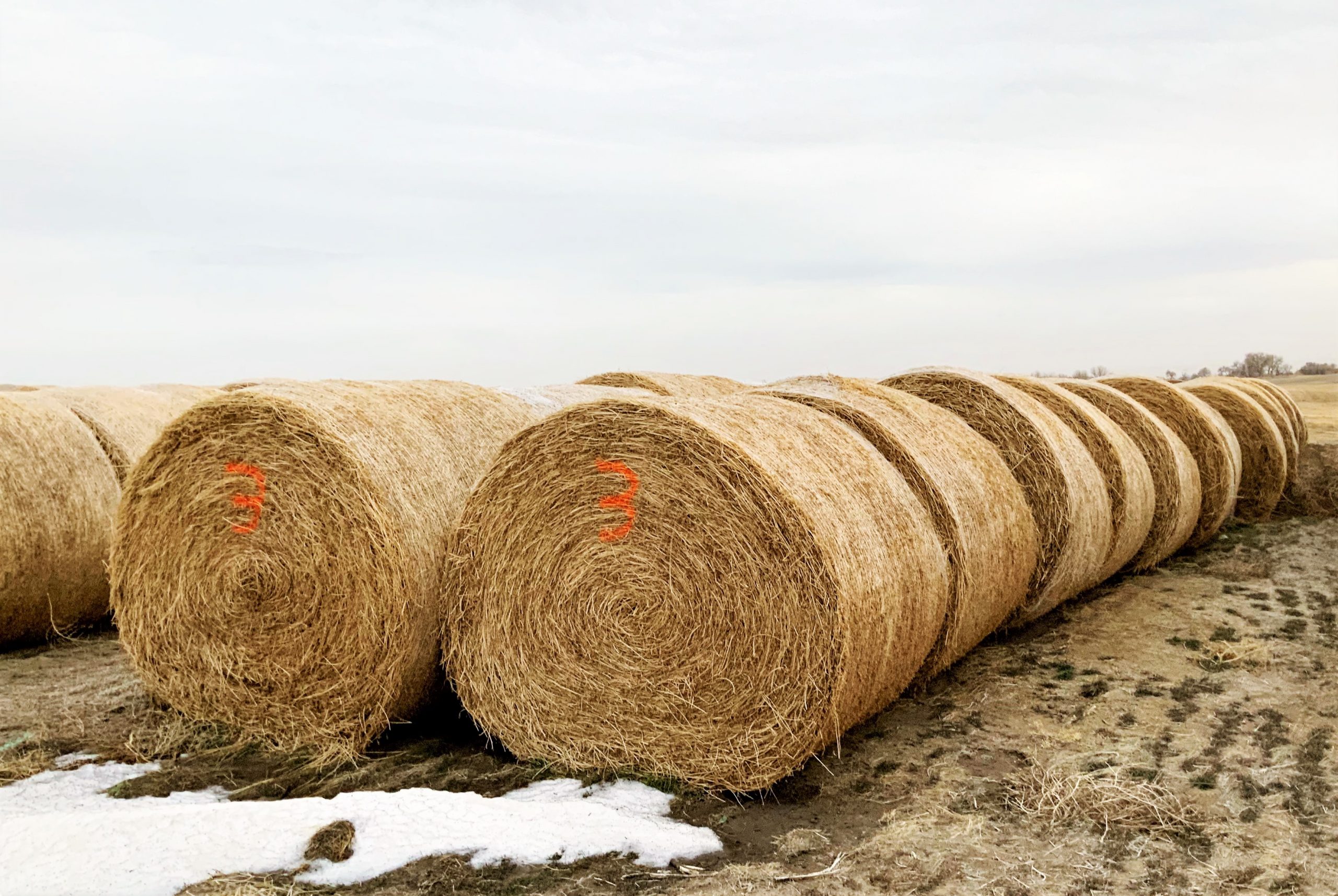 Hay Auction – Panhandle Farmers & Ranchers – Kraupie's Real Estate ...